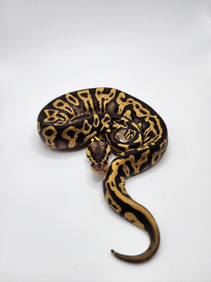 Pastel Leopard Ball Python by JCC Reptiles