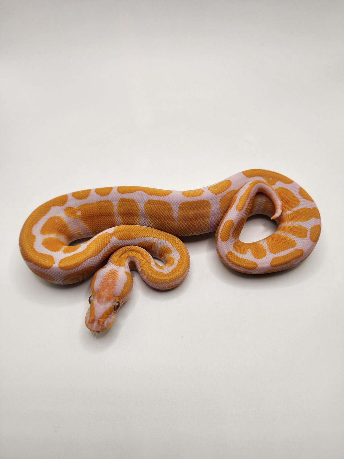 Lavender Albino 100% Het Piebald Ball Python by JCC Reptiles - MorphMarket
