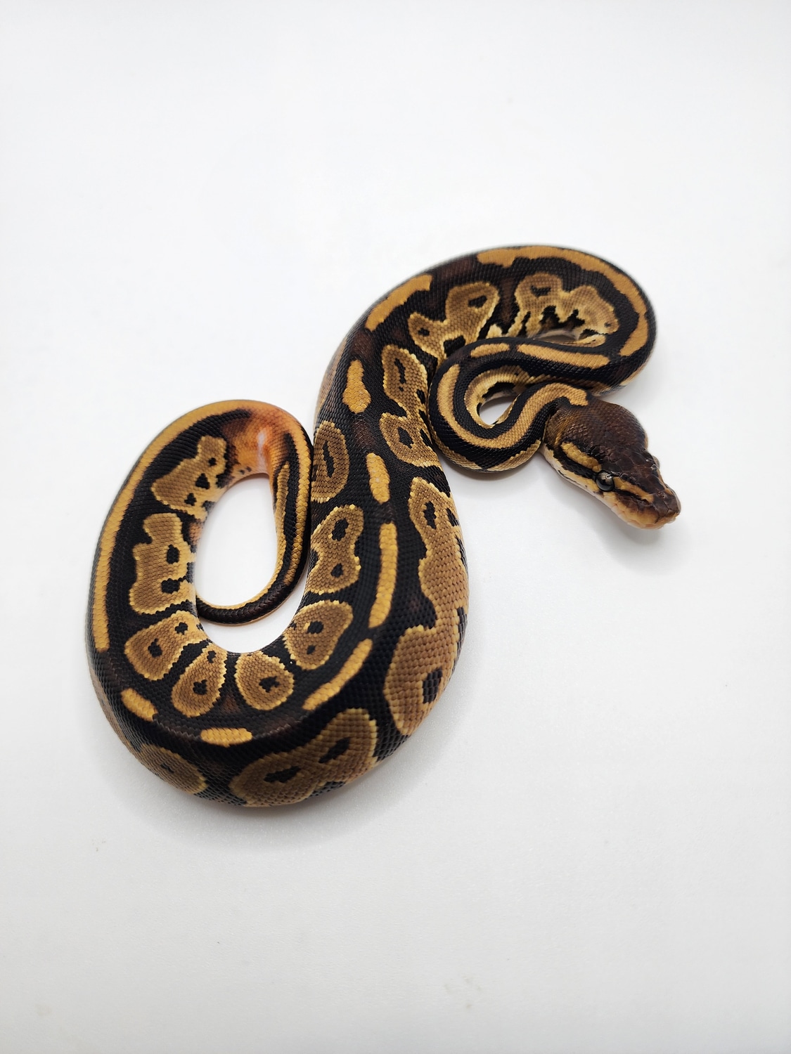 Bongo Het Piebald With Ringer Ball Python by JCC Reptiles - MorphMarket