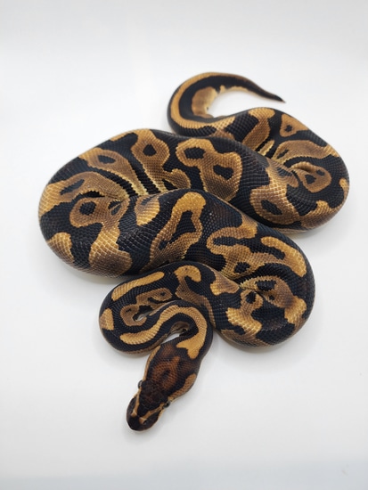 Leopard Het Clown Ball Python by JCC Reptiles