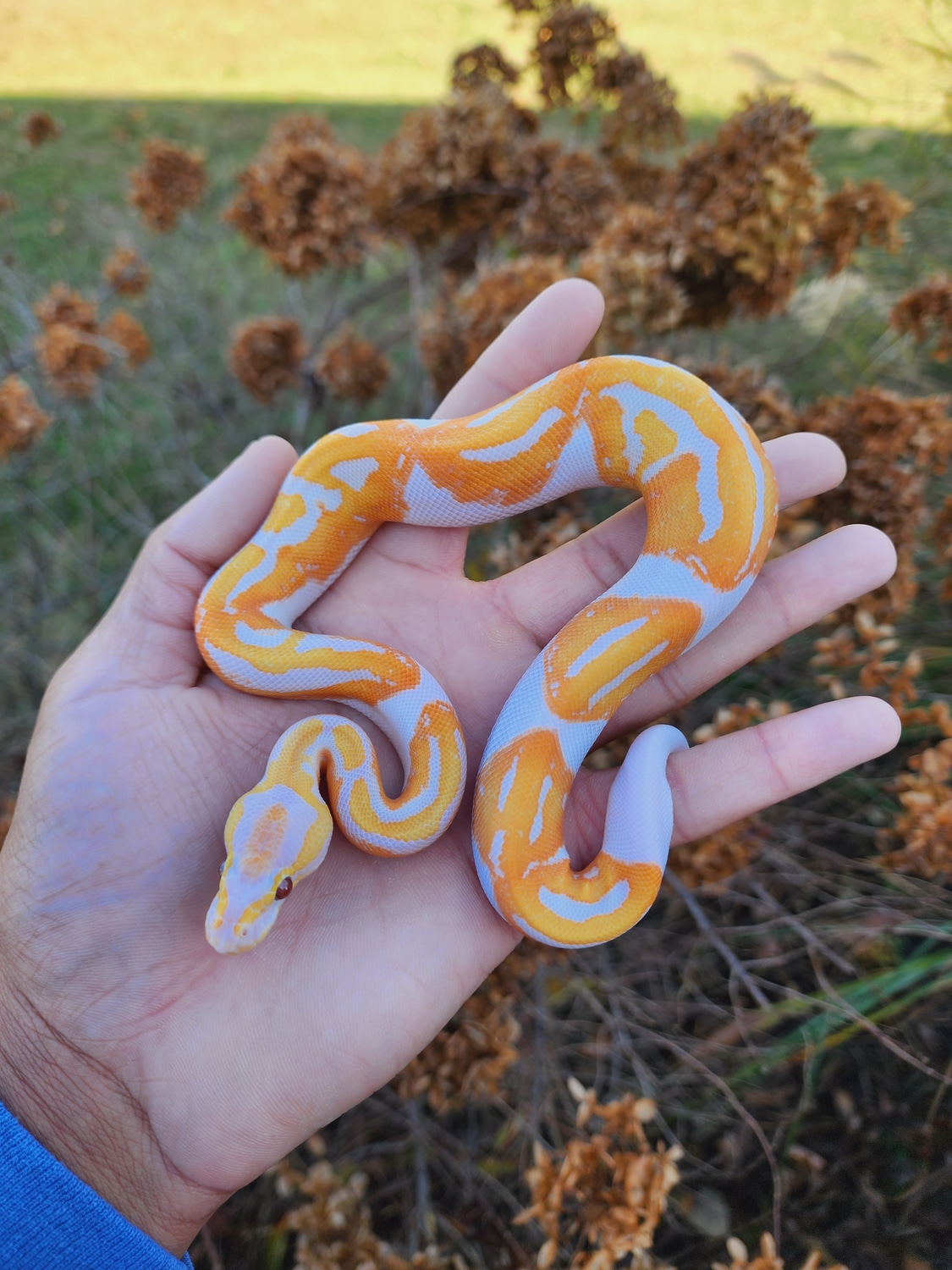 Dreamsicle Ball Python by JCC Reptiles - MorphMarket