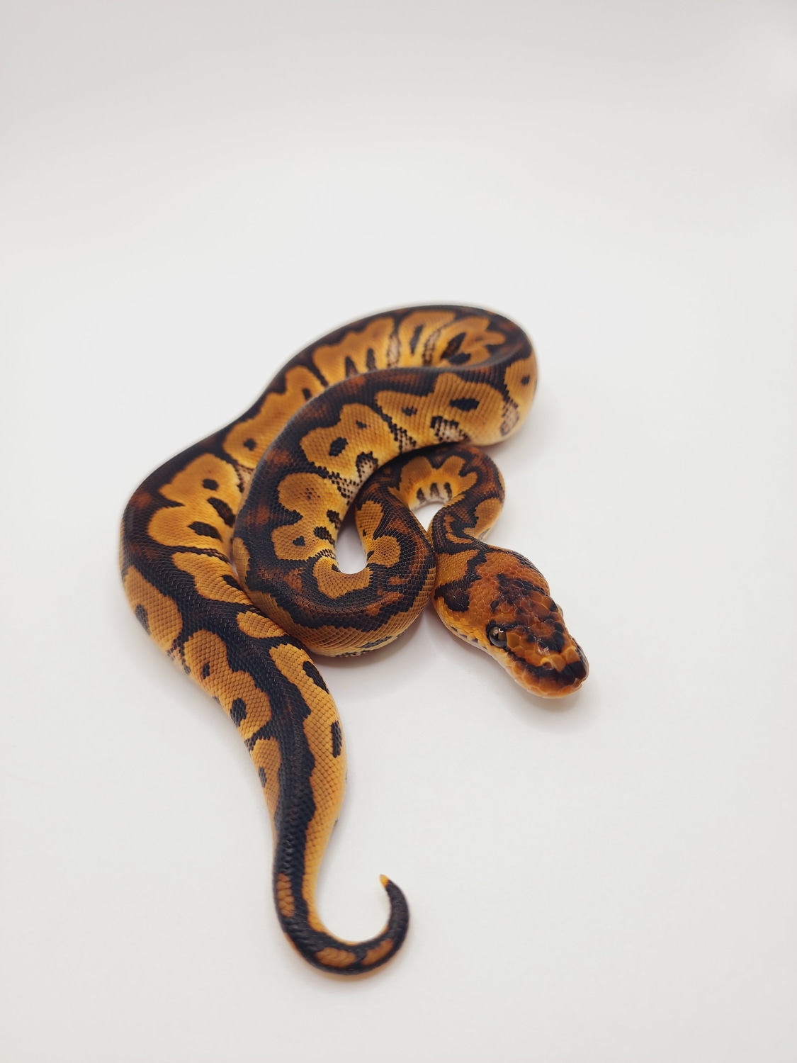 Redstripe Clown Ball Python by JCC Reptiles - MorphMarket