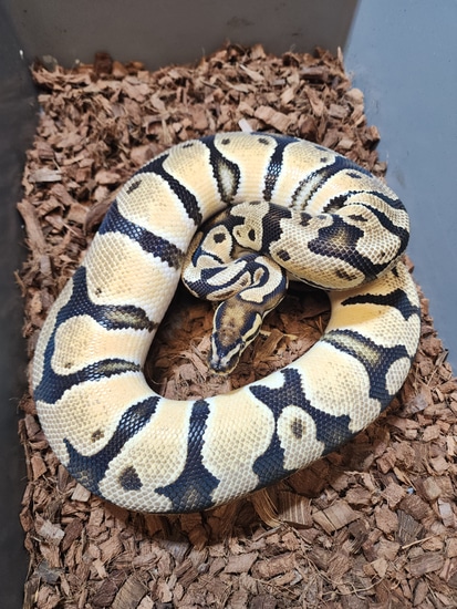 Super Orange Dream Ball Python by JCC Reptiles
