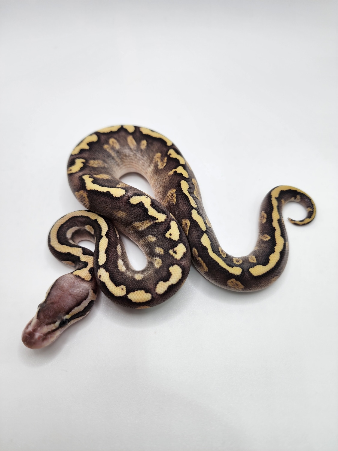GHI Mojave Firefly Ball Python by JCC Reptiles - MorphMarket