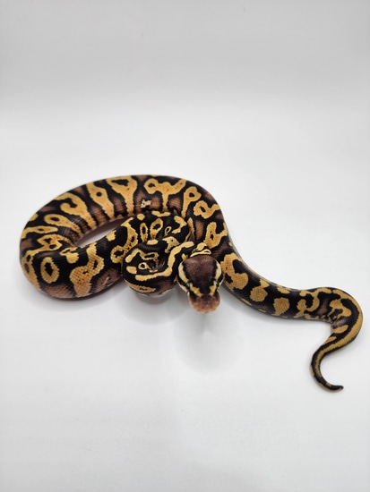 Pastel YB Het Lavender Ball Python by JCC Reptiles