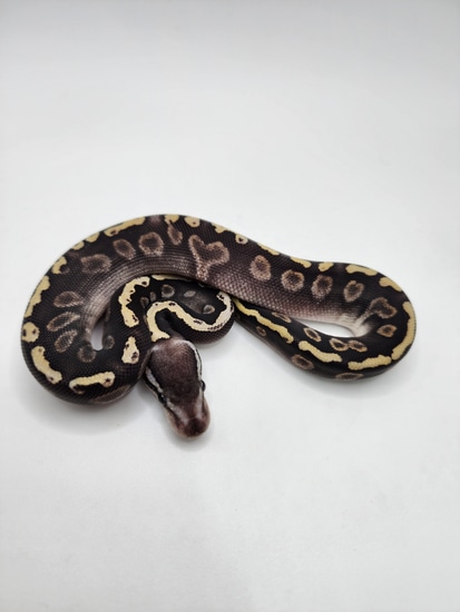 GHI Mojave Fire Ball Python by JCC Reptiles