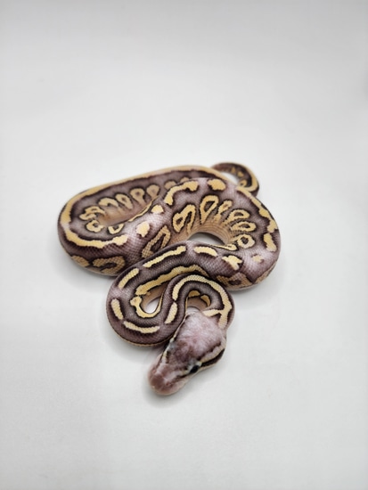 Mojave Superfly Ball Python by JCC Reptiles