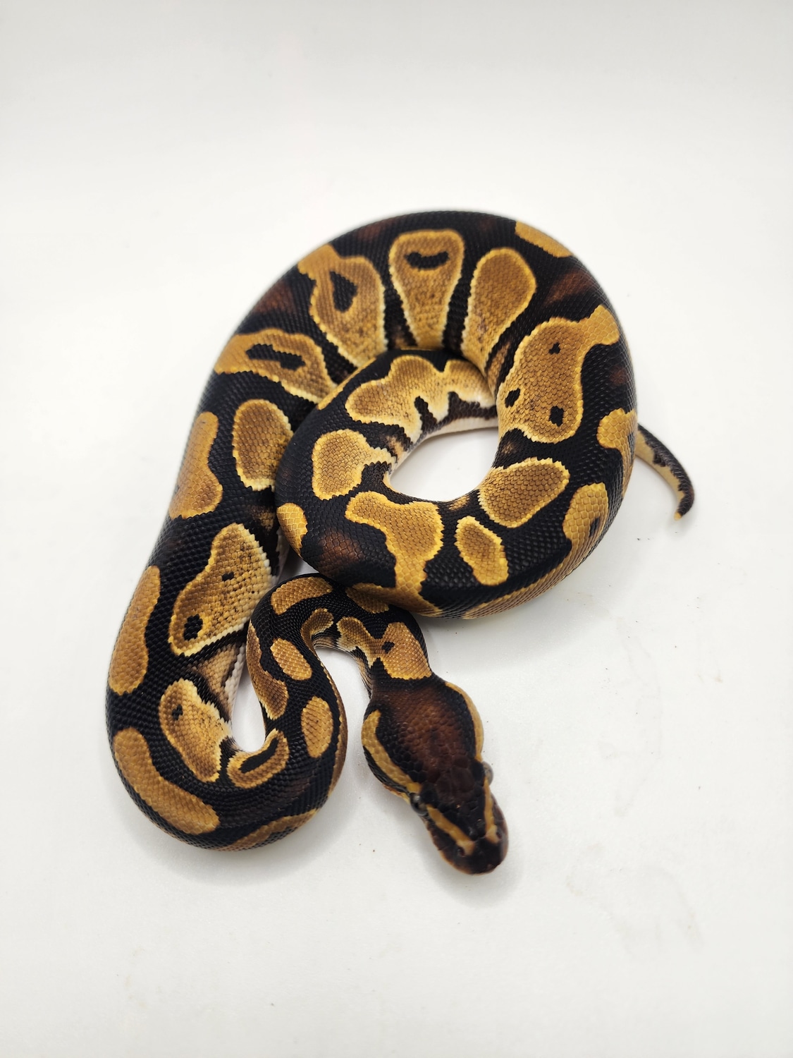 Het Dreamsicle Ball Python by JCC Reptiles - MorphMarket