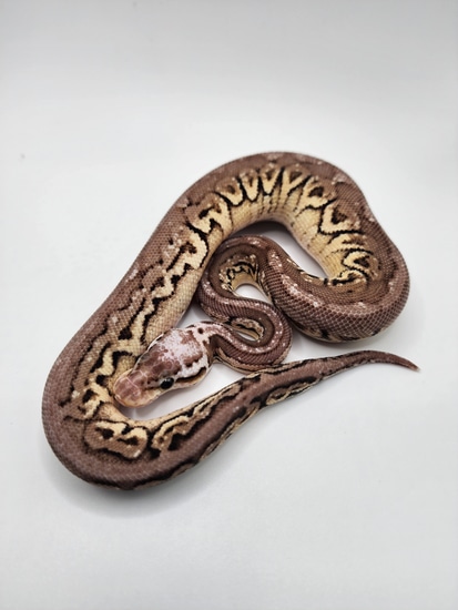 Pewter Spotnose Het Clown Ball Python by JCC Reptiles
