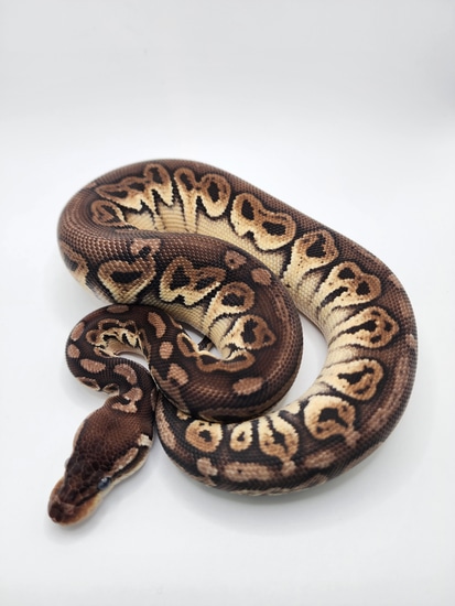 Black Pewter Het Clown Ball Python by JCC Reptiles