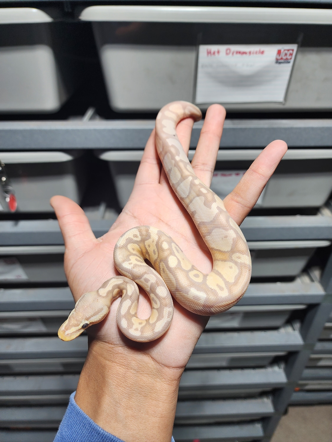 Banana Pastel Het Clown And Genetic Stripe Ball Python by JCC Reptiles ...