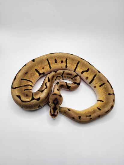 Leopard Spider Het Hypo Ball Python by JCC Reptiles