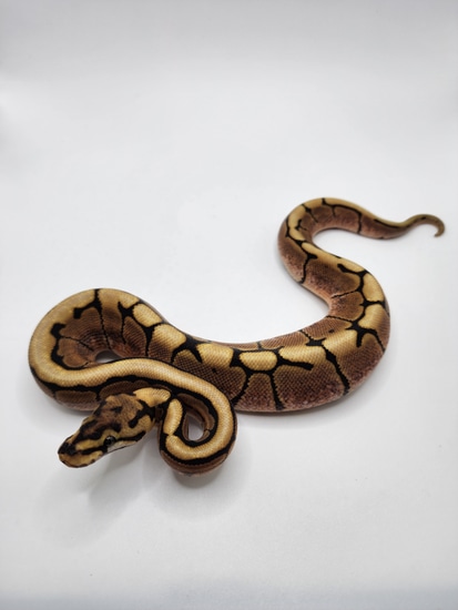 Spider Ball Python by JCC Reptiles