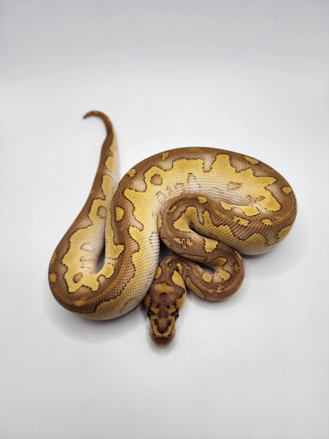 Redstripe Lesser Clown Ball Python by JCC Reptiles - MorphMarket