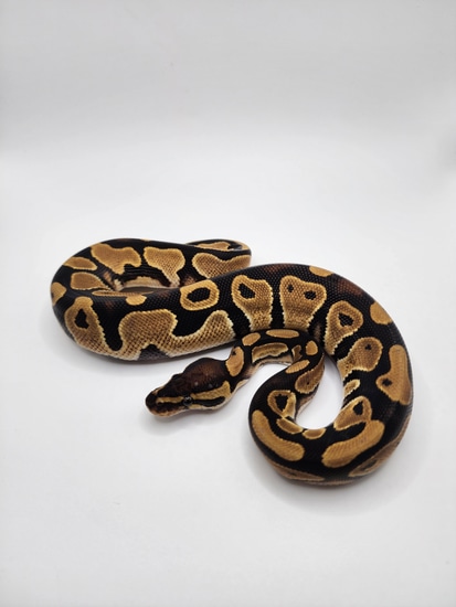Het Dreamsicle Ball Python by JCC Reptiles
