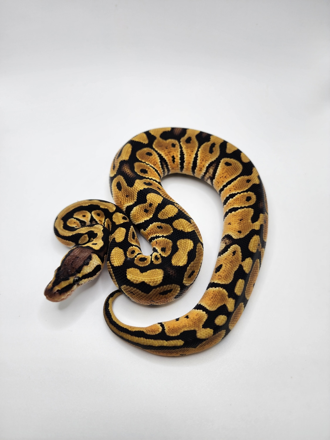 Redstripe Pastel Het Clown Ball Python by JCC Reptiles - MorphMarket