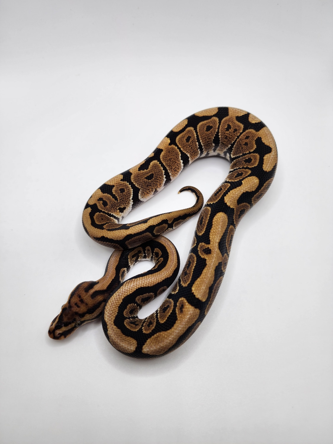 Spotnose Het Clown Ball Python by JCC Reptiles - MorphMarket