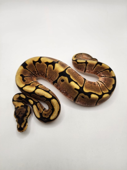 Spider Ball Python by JCC Reptiles
