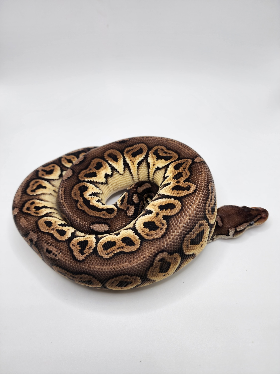 Black Pewter Het Clown Ball Python by JCC Reptiles - MorphMarket