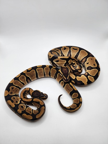 Het Dreamsicle Unrelated Pair Ball Python by JCC Reptiles