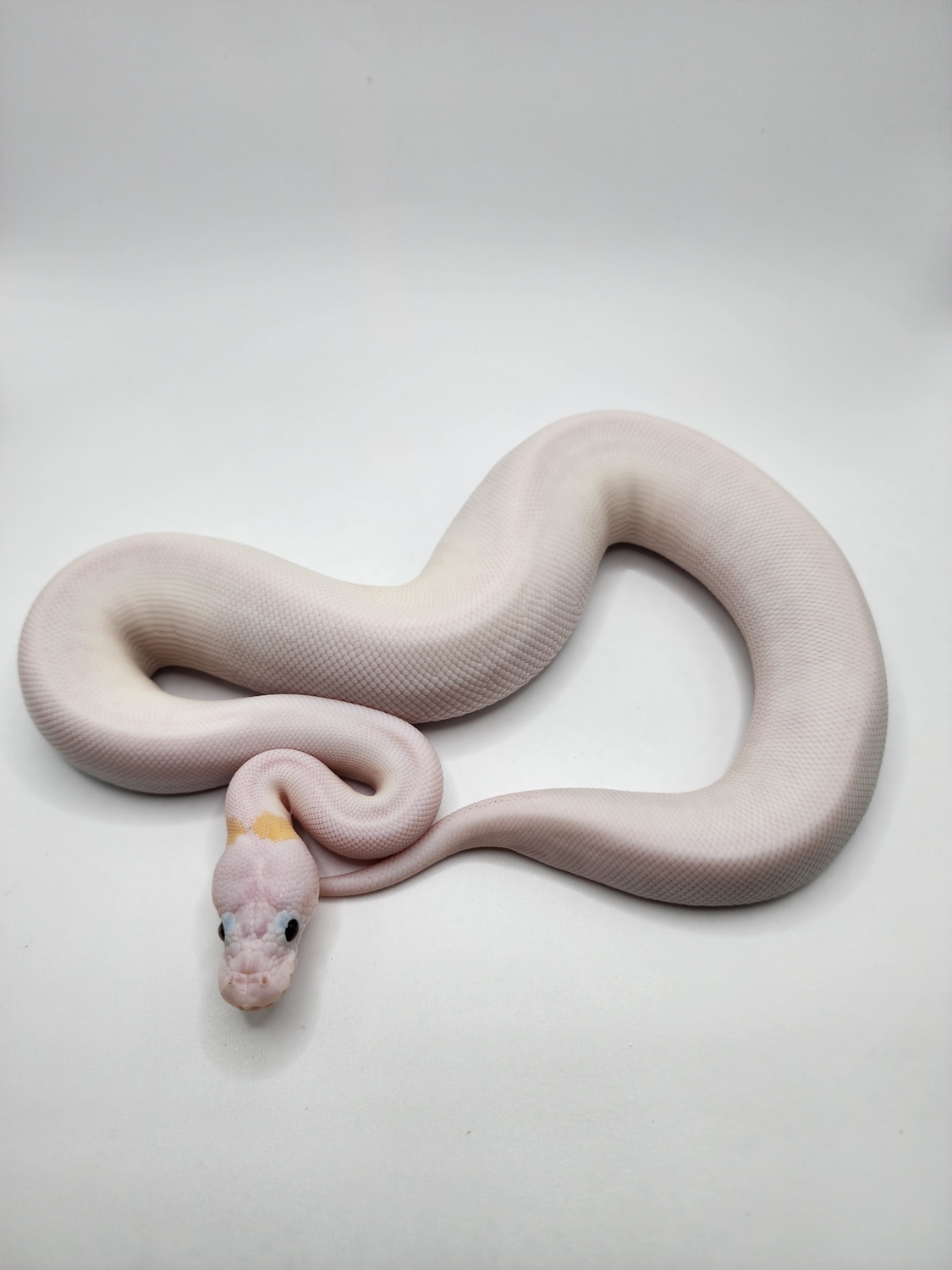 Super Fire Poss GHI Mojave And Pastel Ball Python by JCC Reptiles ...