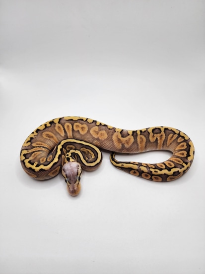 Superfly GHI Ball Python by JCC Reptiles