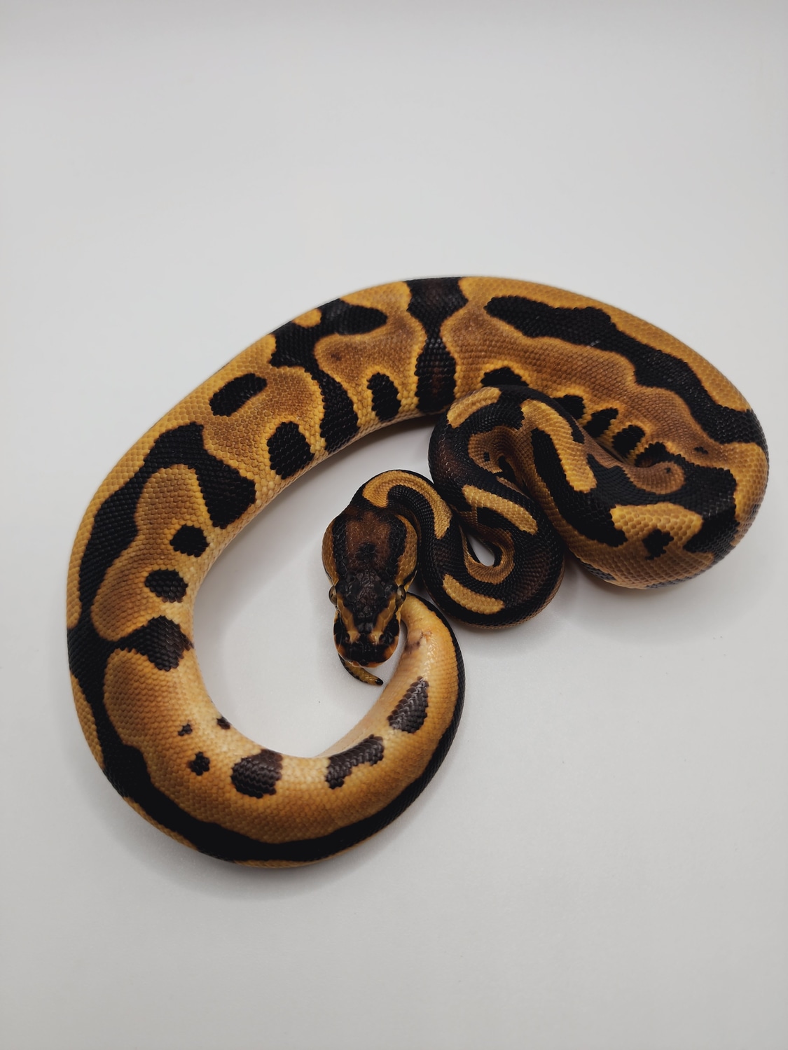 OD Leopard Asphalt/YB Ball Python by JCC Reptiles - MorphMarket