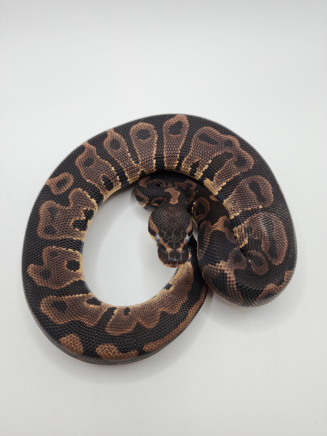 Leopard VERY DARK Ball Python by JCC Reptiles - MorphMarket