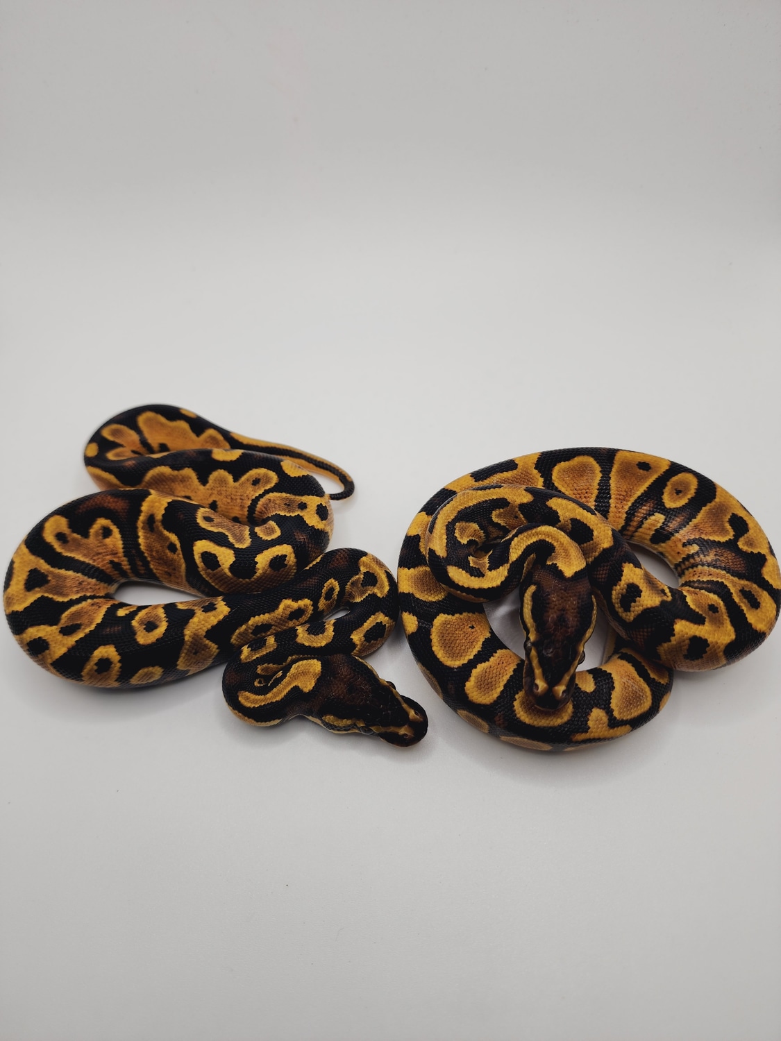 Pair Orange Dream Yellowbelly Het Pied 50% Poss Het Hypo Ball Python by ...