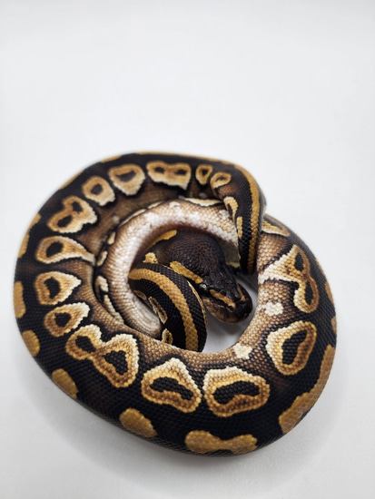 Mystic Ball Python by JCC Reptiles