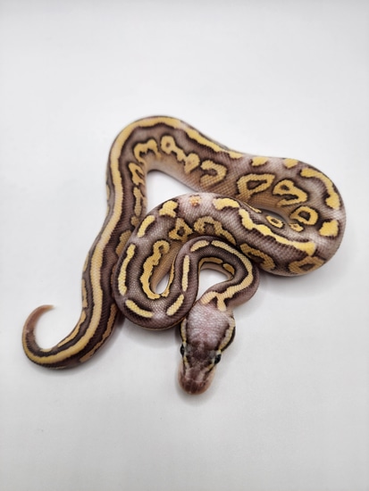 Superfly Mojave Ball Python by JCC Reptiles