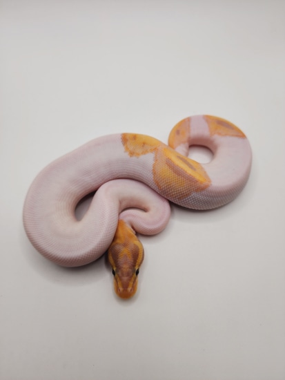 Banana Orange Dream Yellowbelly Piebald 50% Poss Het Hypo Ball Python ...