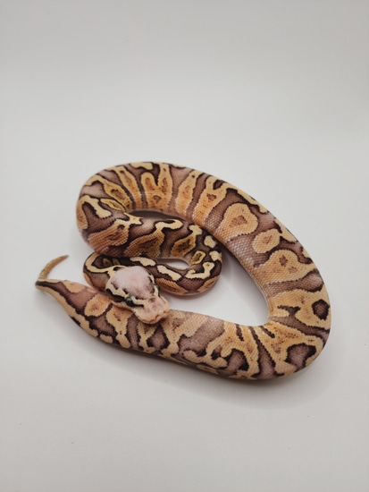 Superfly GHI Ball Python by JCC Reptiles