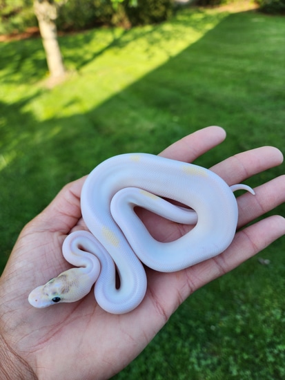 OD Ivory Pied Poss Vanilla And Enchi 50% Poss Het Albino Ball Python by ...