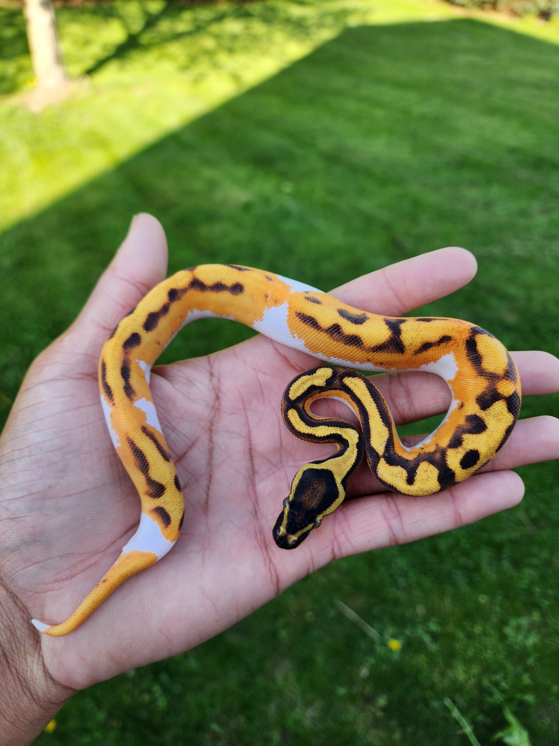Orange Dream Yellowbelly Enchi Vanilla Piebald 50% Poss Het Albino Ball Python by JCC Reptiles ...