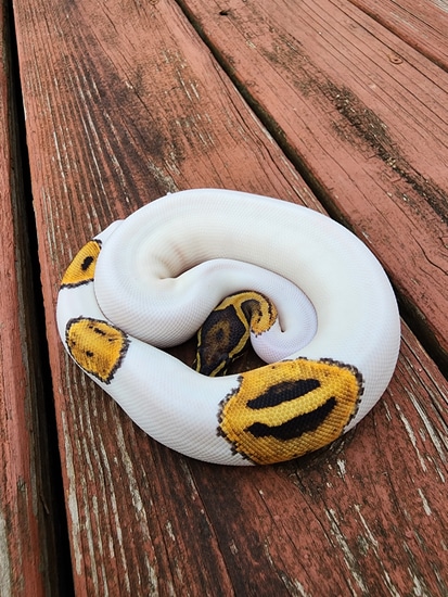 Orange Dream Vanilla Piebald 50% Poss Het Hypo Ball Python by JCC Reptiles