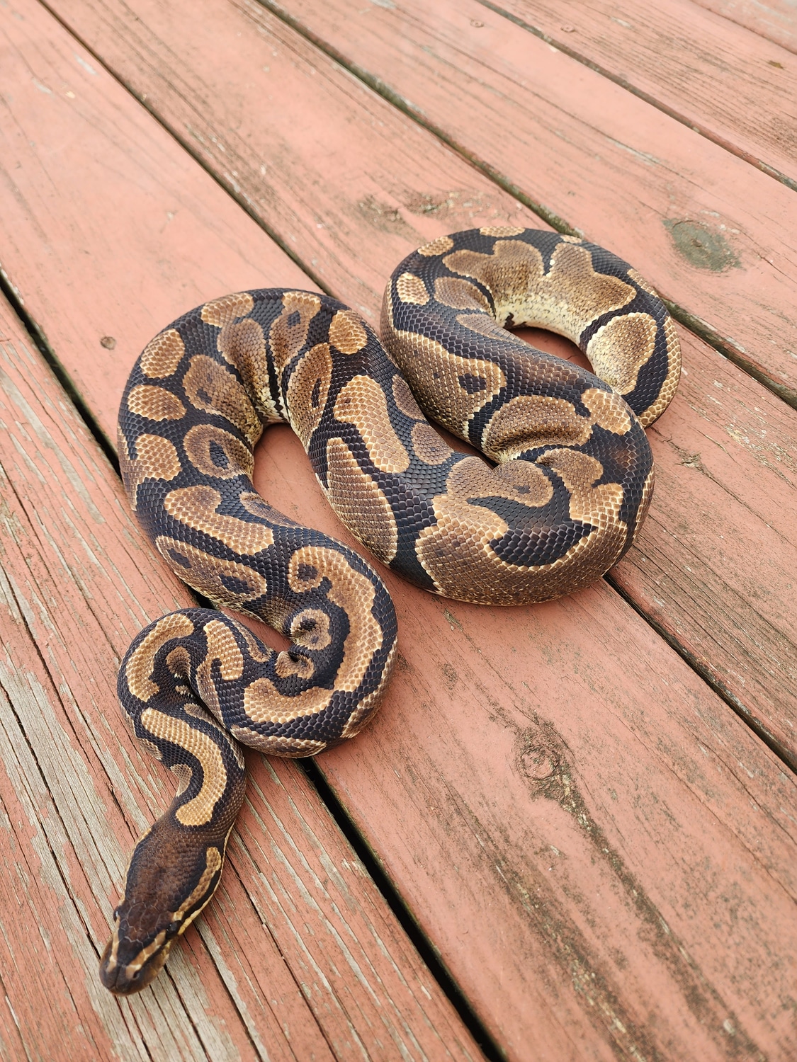 Het Dreamsicle Ball Python by JCC Reptiles - MorphMarket