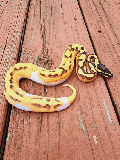 Orange Dream Enchi Yellowbelly Vanilla Piebald 50% Het Albino Ball ...