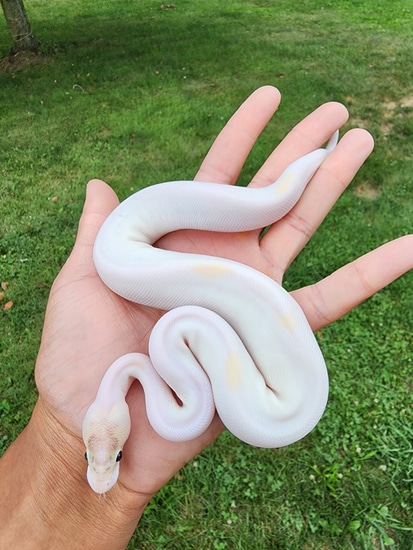 Ivory Piebald Possible Orange Dream Enchi Vanilla 50% Poss Het Hypo ...