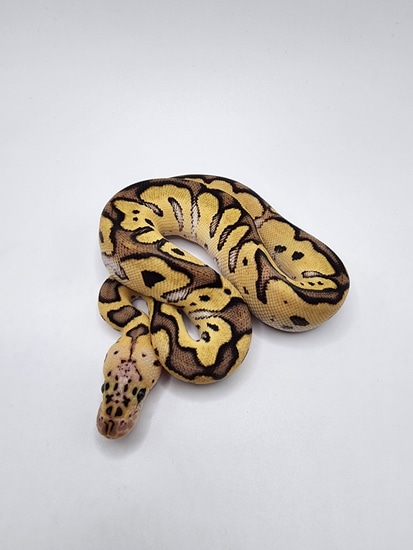 Firefly Clown Ball Python by JCC Reptiles