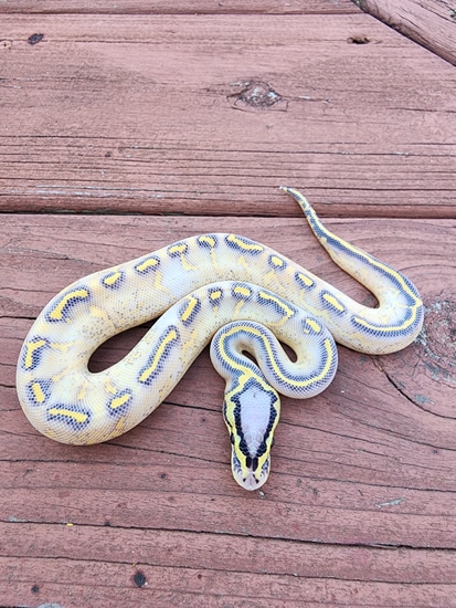 Firefly Highway Ball Python by JCC Reptiles