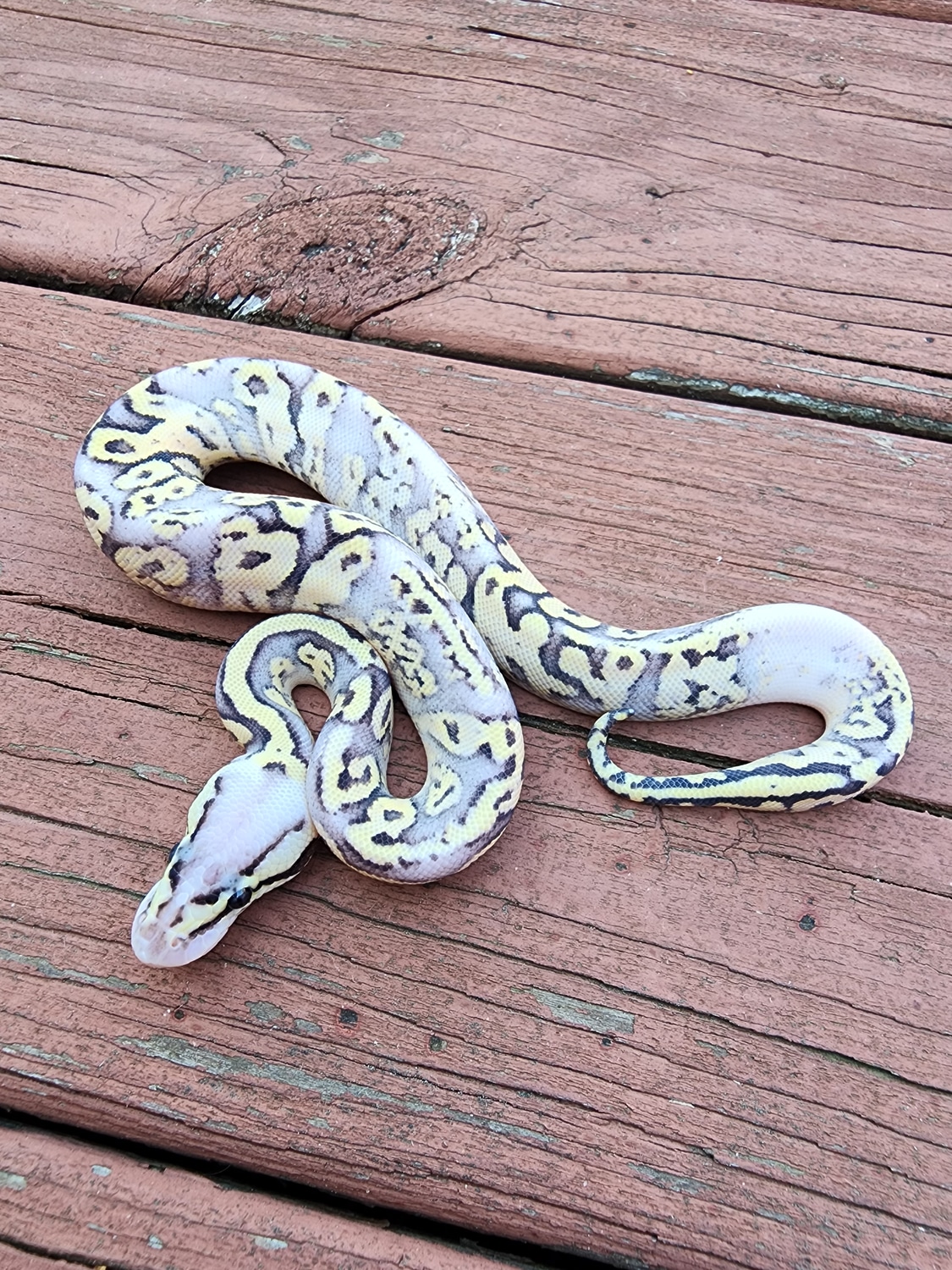 Gravel Superfly Ball Python by JCC Reptiles - MorphMarket