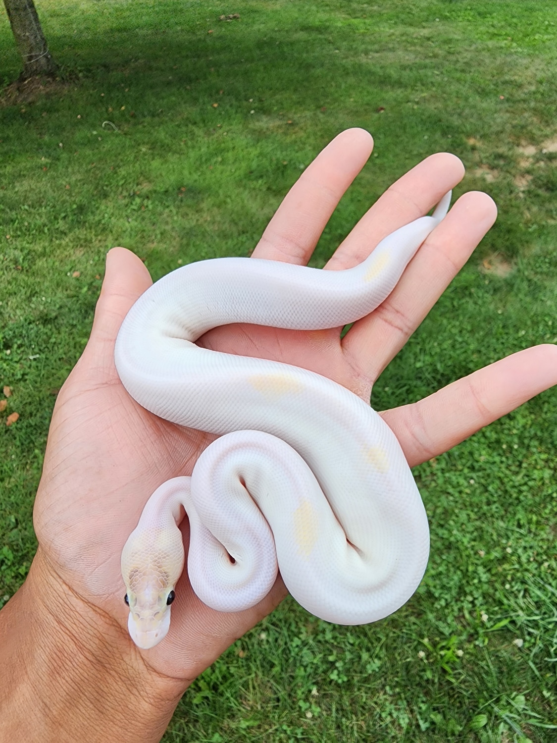 Enchi Ivory Piebald Possible OD Fire Pastel Ball Python by JCC Reptiles ...