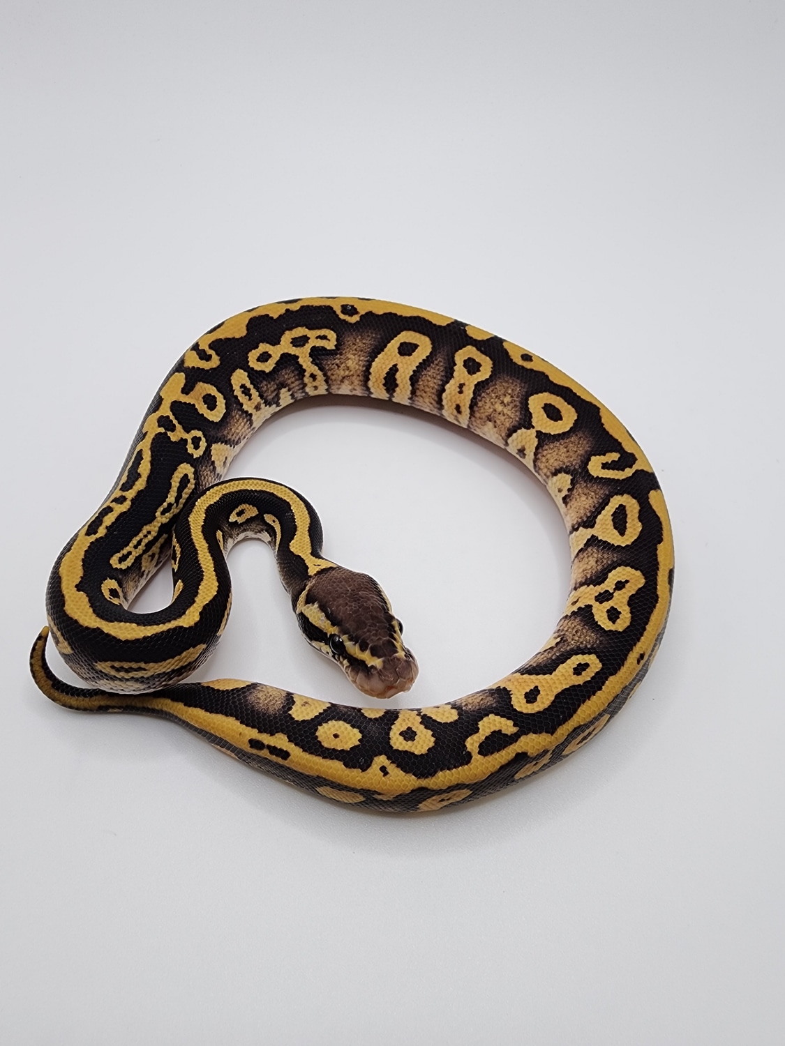 Pastave Acid Poss Het Hypo Ball Python by JCC Reptiles - MorphMarket