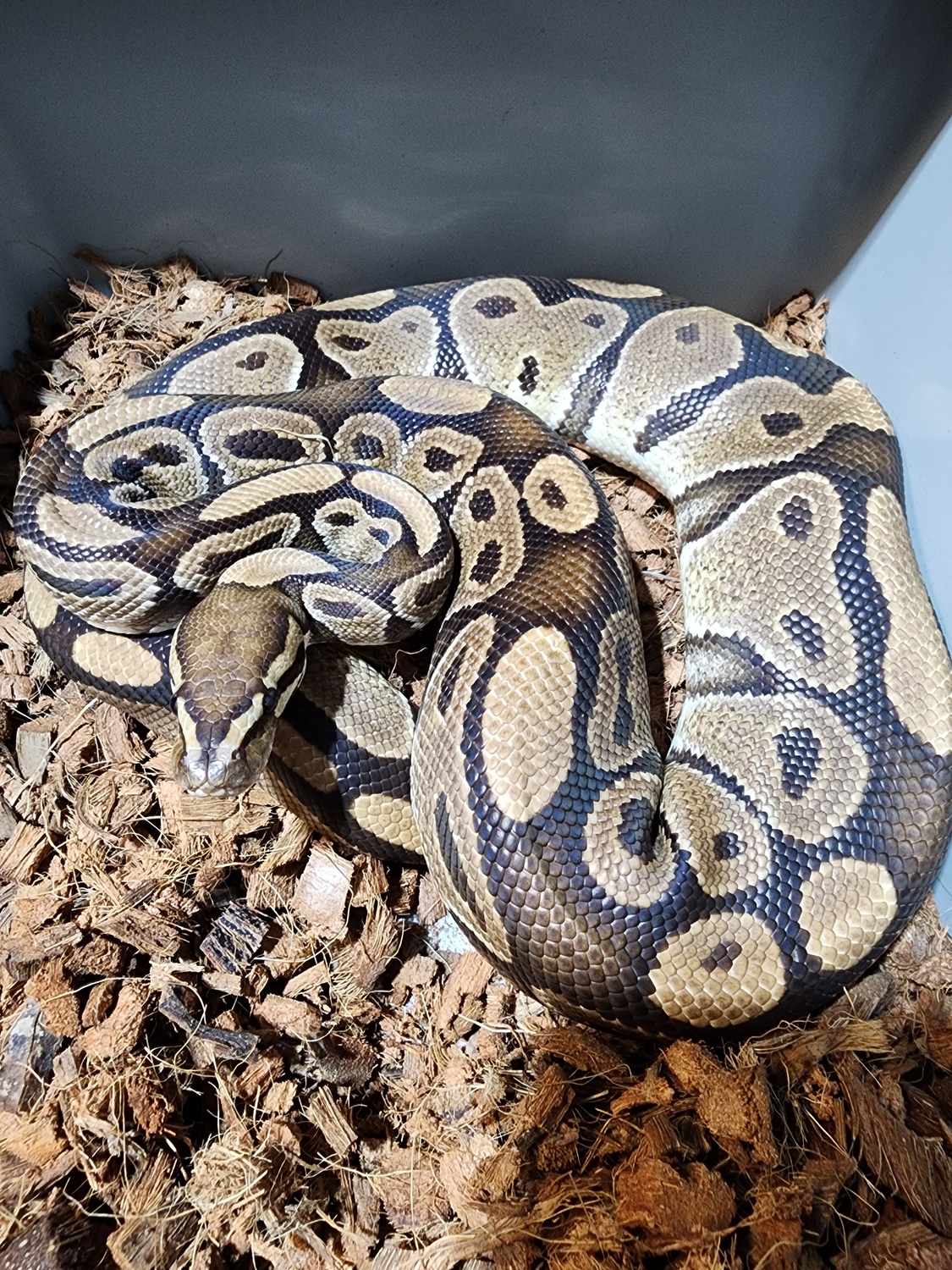 1.3 Double Het Lavender & Genetic Stripe Ball Python by JCC Reptiles ...