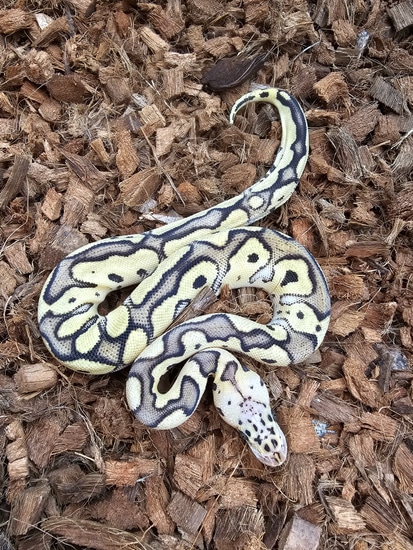 Firefly Orange Dream Clown Ball Python by JCC Reptiles