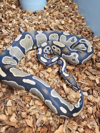 100% Het Dreamsicle Ball Python by JCC Reptiles