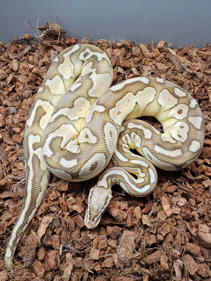 Pastel Lesser Het Hypo Clown Ball Python by JCC Reptiles