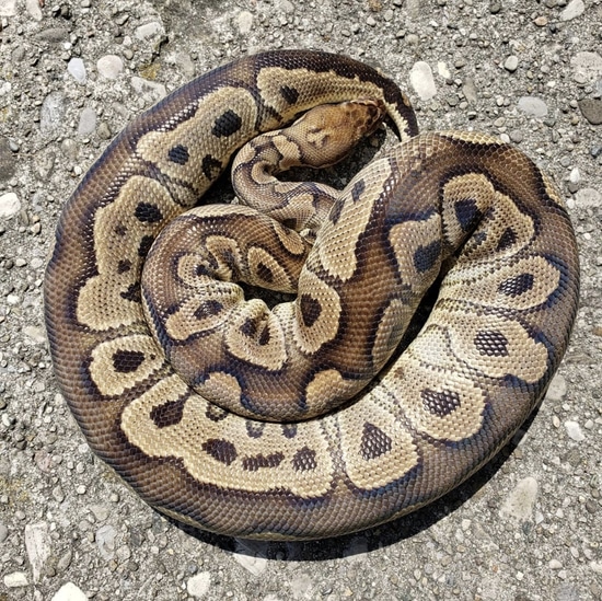 RTB Clown Female Ball Python by JCC Reptiles