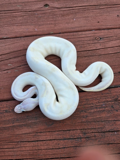 Pastel Ivory Ball Python by JCC Reptiles